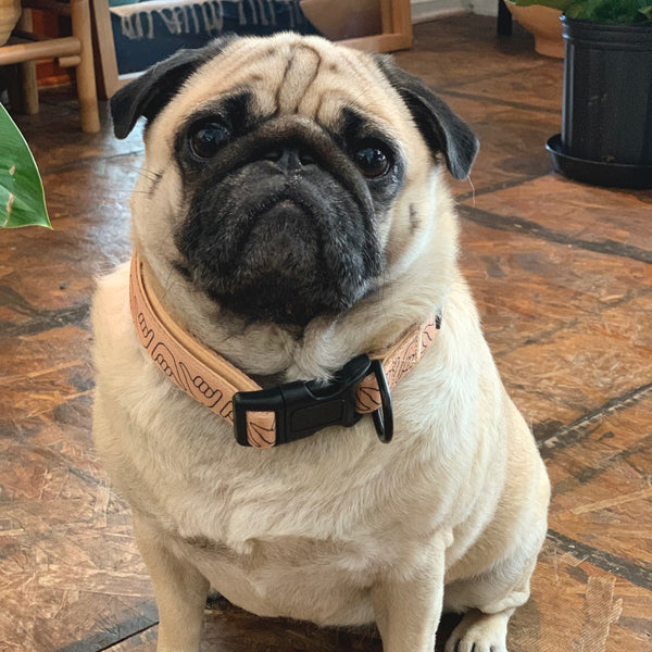 Coopmonster Pet Collar | GINGER13